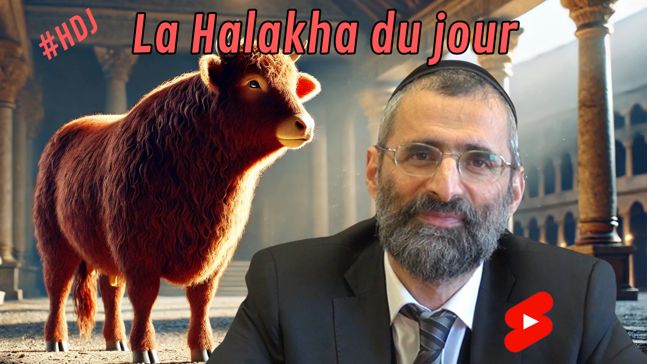 Parasha de la Vache Rousse : quelles lois ? - Myleava.fr